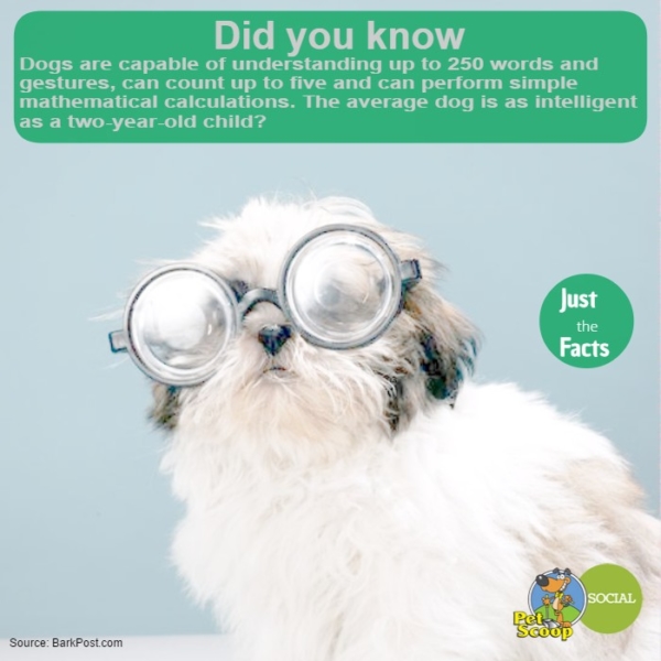 10 Interesting Things About Your Dog - Pet Scoop