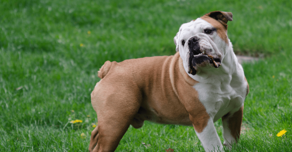 Tail Talk: A Tale of Dog Tail Types and Positions - Pet Scoop