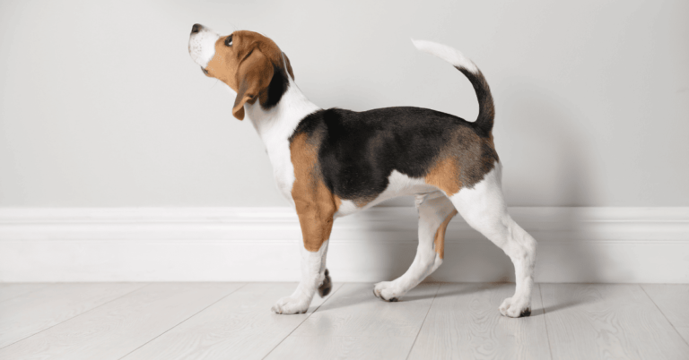 Tail Talk: A Tale of Dog Tail Types and Positions - Pet Scoop