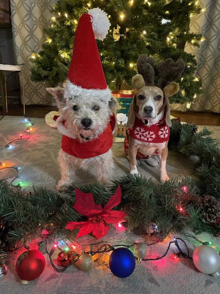 Dog-safe Decorating Tips for this Holiday Season - Pet Scoop
