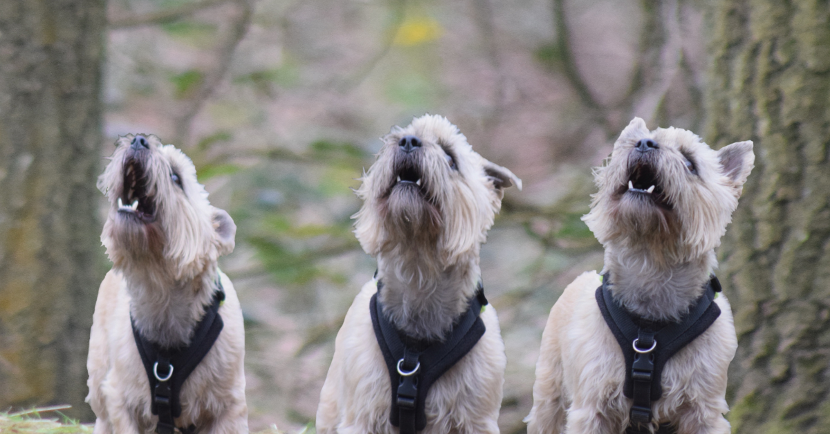 Nurturing Harmony: Techniques for Multi-Dog Bonding in Your Furry ...