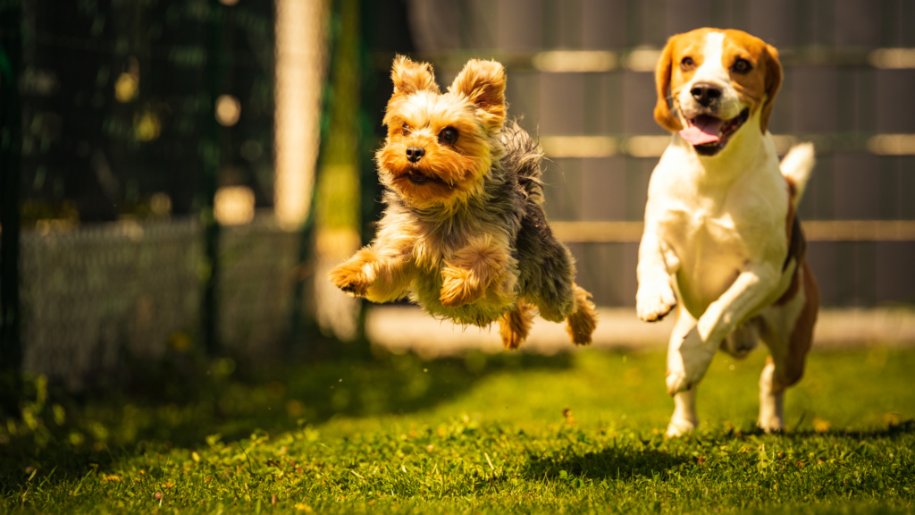 Spring Fling: 5 Backyard Activities for Dog Owners - Pet Scoop